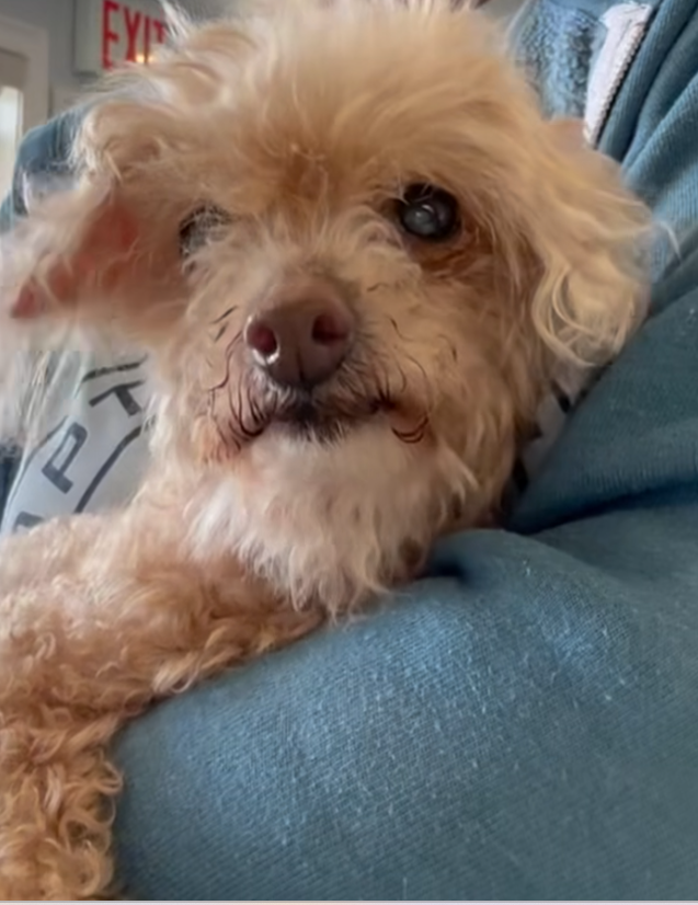 17 year old lost toy poodle found wandering street of Queens reunited ...