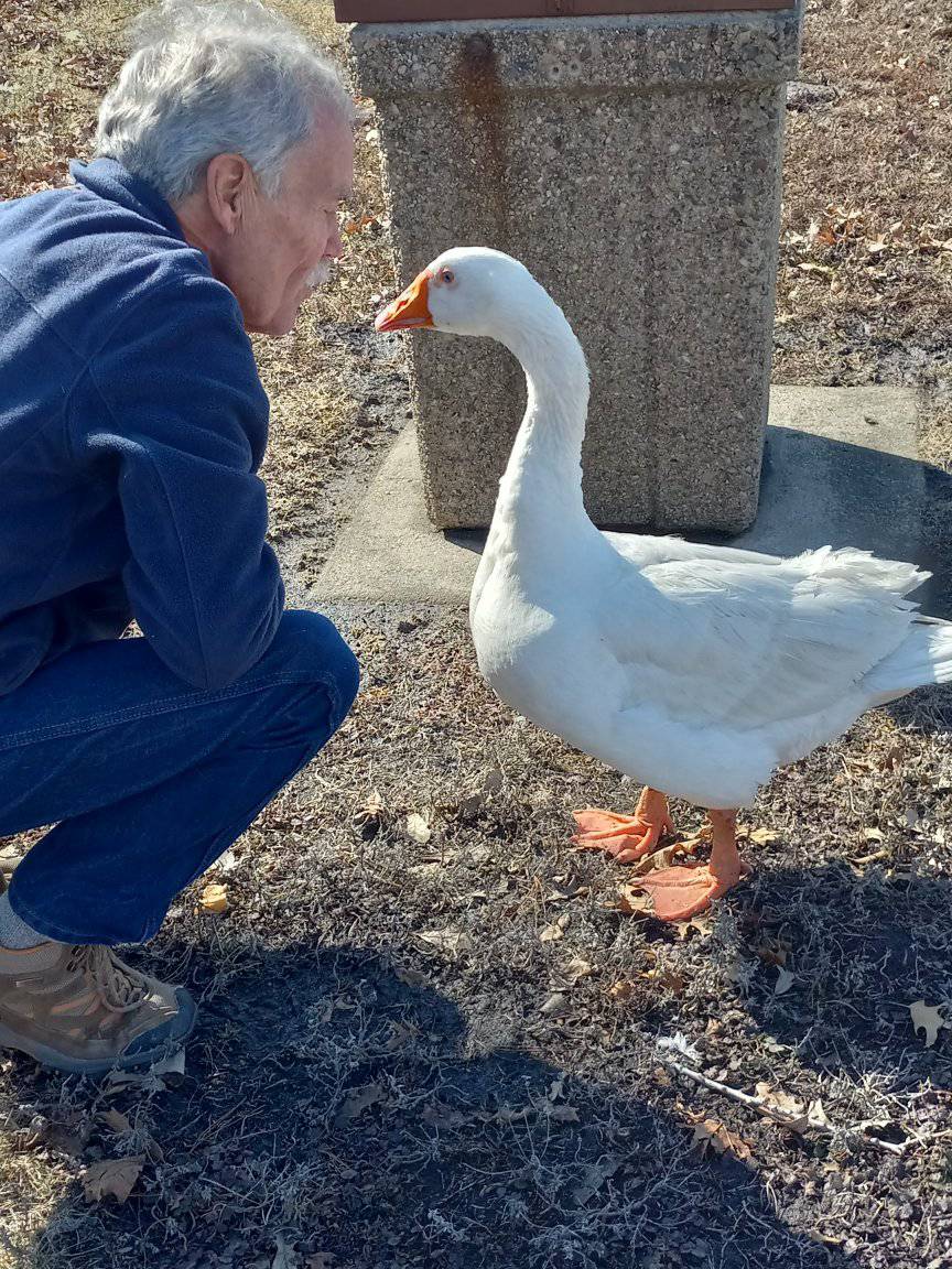 Love story of goose whose mate died and staff at cemetery take to ...