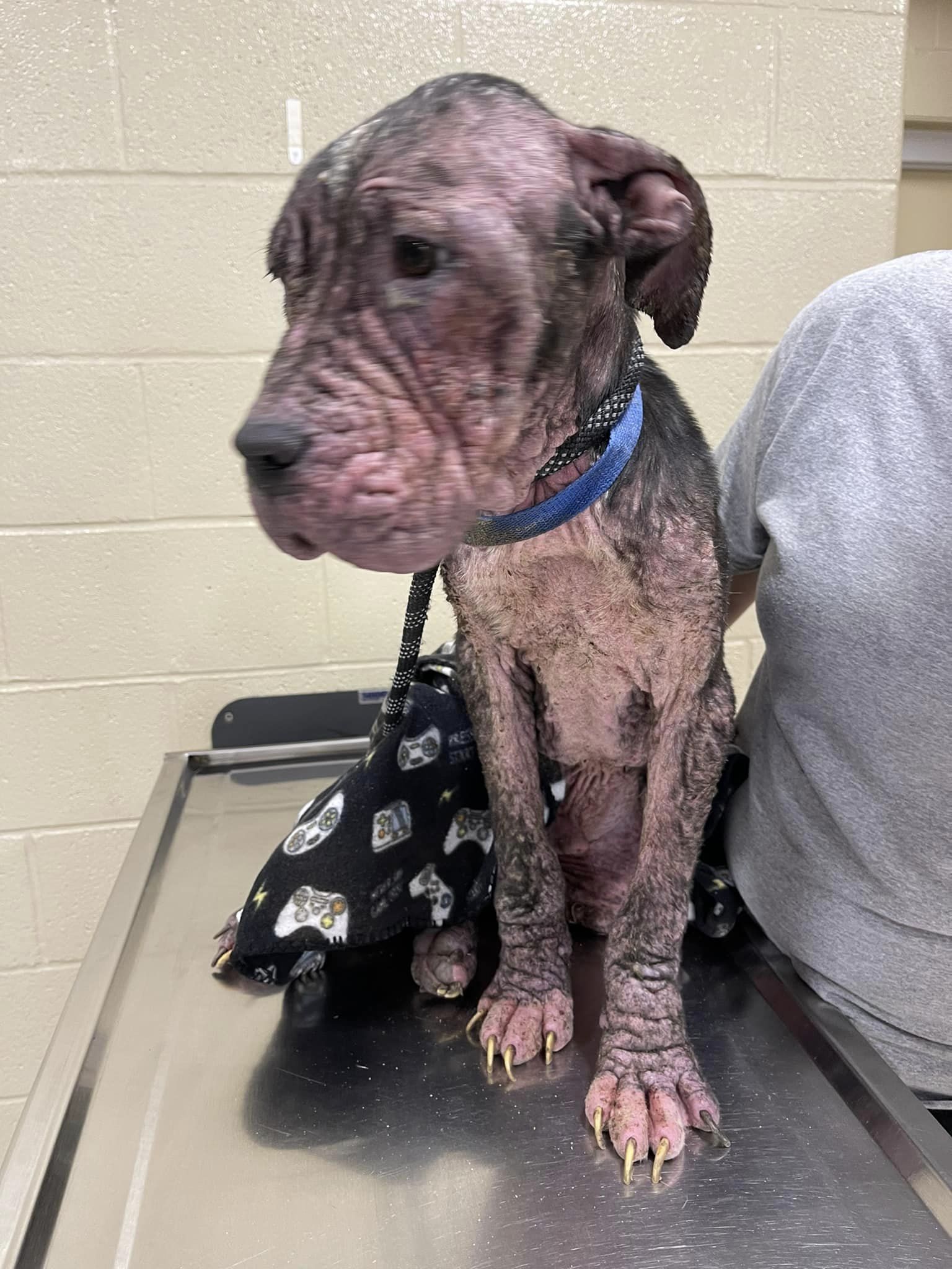 Neglected puppy 'Gordy' has suffered terribly but his life is changing ...