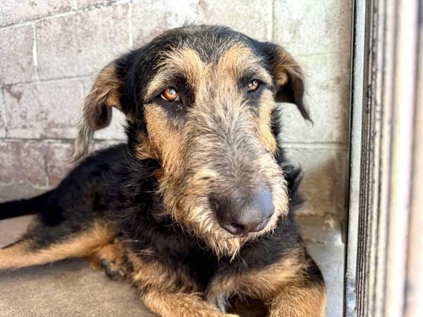 Handsome Airedale terrier begs for his freedom from crowded California ...