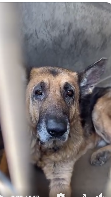 Lots of compassion needed to save neglected shepherd discovered near ...