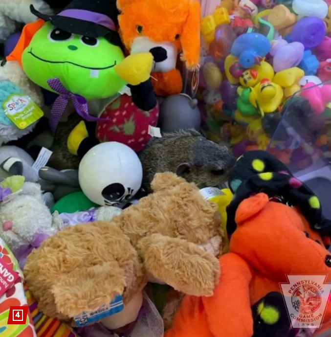 Groundhog stuck in Pennsylvania claw machine not such a clever move ...