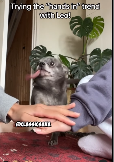 Dogs take to viral 'hand stacking' trend over the top cuteness - Pet ...