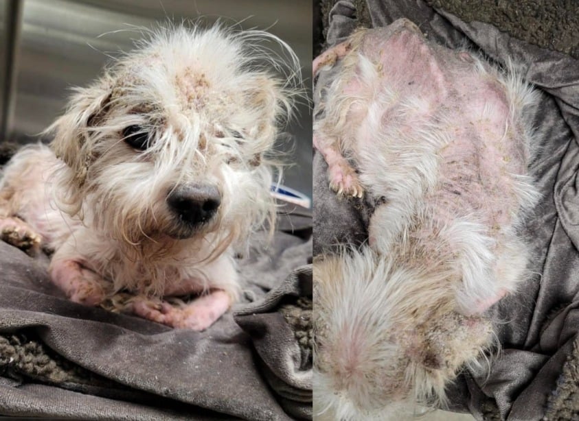 One 'Christmas Miracle' needed for terribly neglected Maltese found all ...