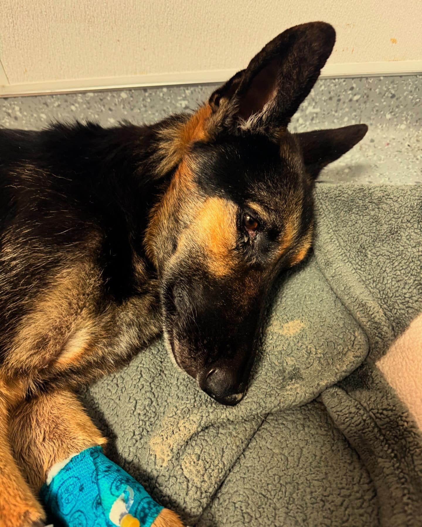 Shepherd's owner failed her over and over again but a Good Samaritan ...