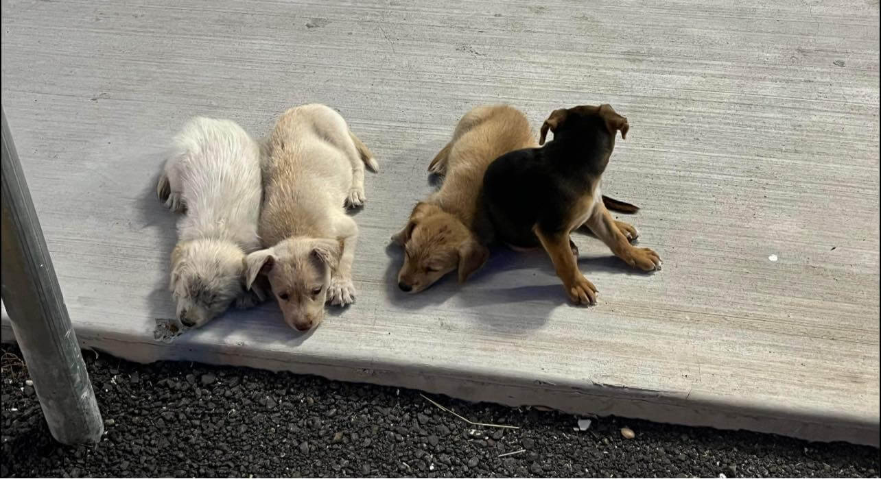 Scruffy homeless pup has adopted 5 stray puppies and needs rescue help ...