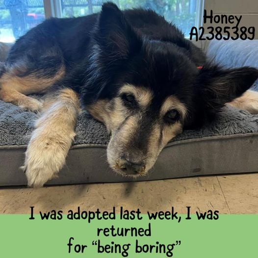 Dog returned to shelter after mega adoption event because she was ...