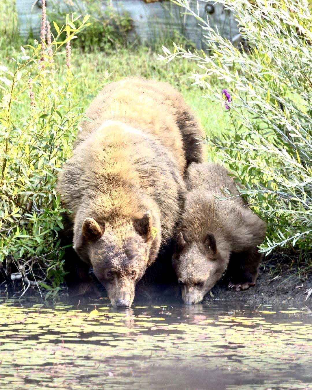 Wildlife advocates in Tahoe fight to keep mom bear Hope and her cub ...