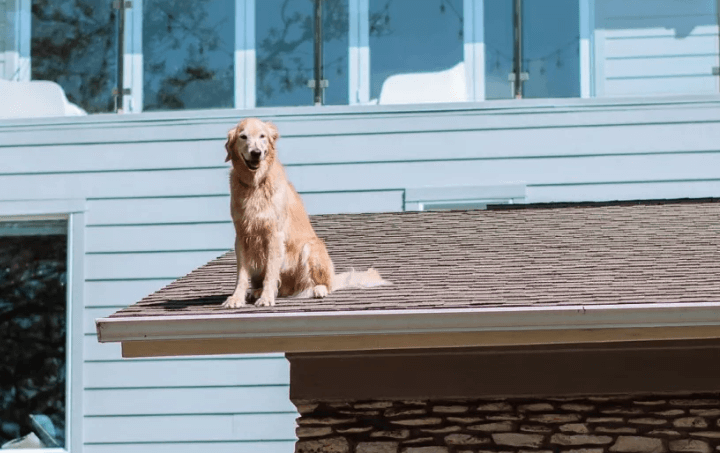 Woman posted a sign explaining why her dog is always on the roof of ...