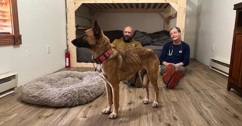 Missing dog lost in Colorado mountains rescued after 2 weeks surviving ...