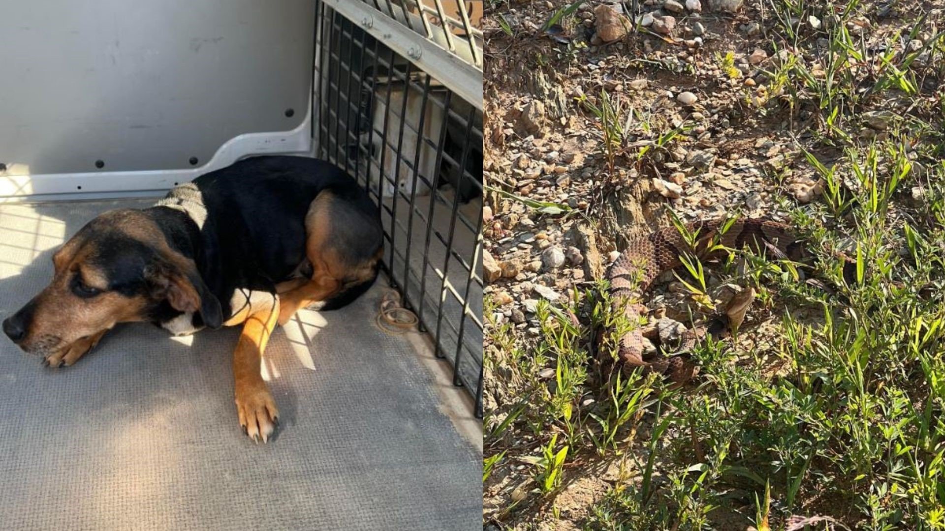 Hero postal worker rushed customer's dog to vet after pet bitten by ...