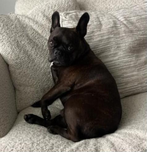 Woman accused of holding stolen French bulldog for ransom but pooch ...