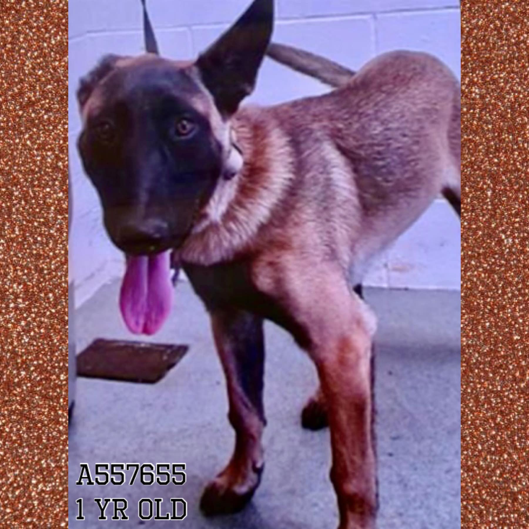 Young Belgian Malinois unable to cope and going stir crazy in kennel at ...