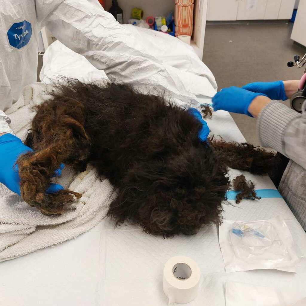 UPDATE: Tiny dog trapped in cage 11 days after owner suffered medical ...