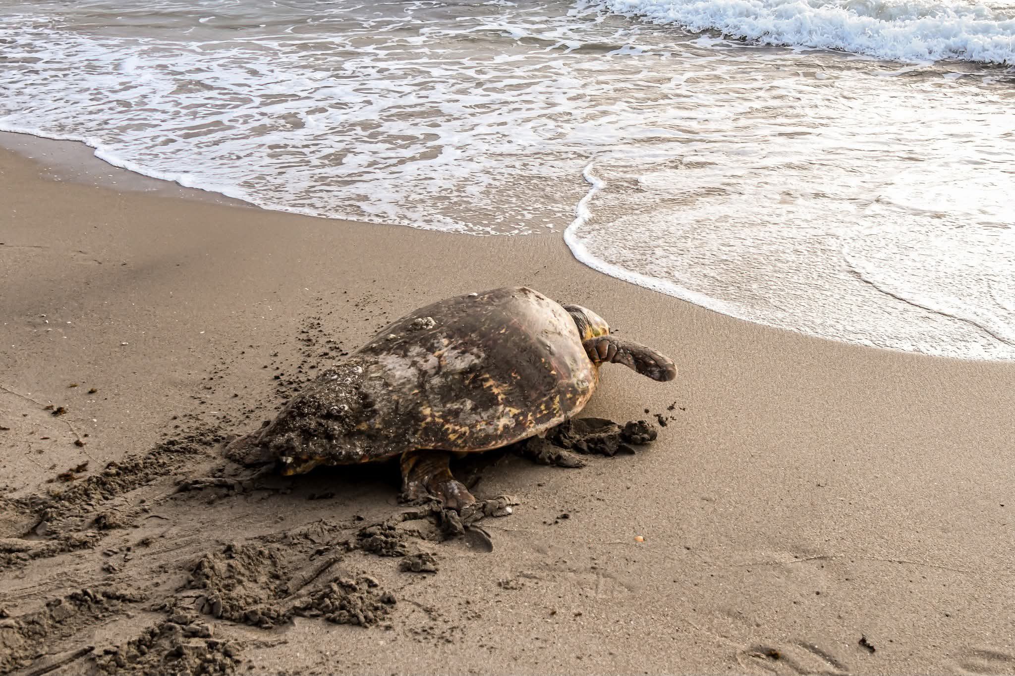 300 pound loggerhead turtle wedged between rocks on Florida beach ...