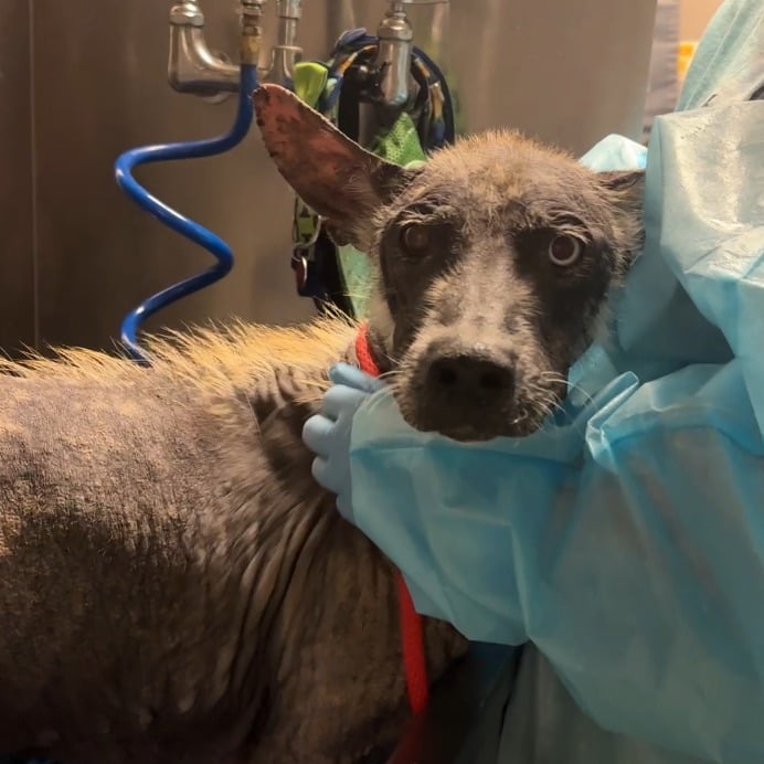 Abandoned dog who lost every hair on his body making his skin look like ...