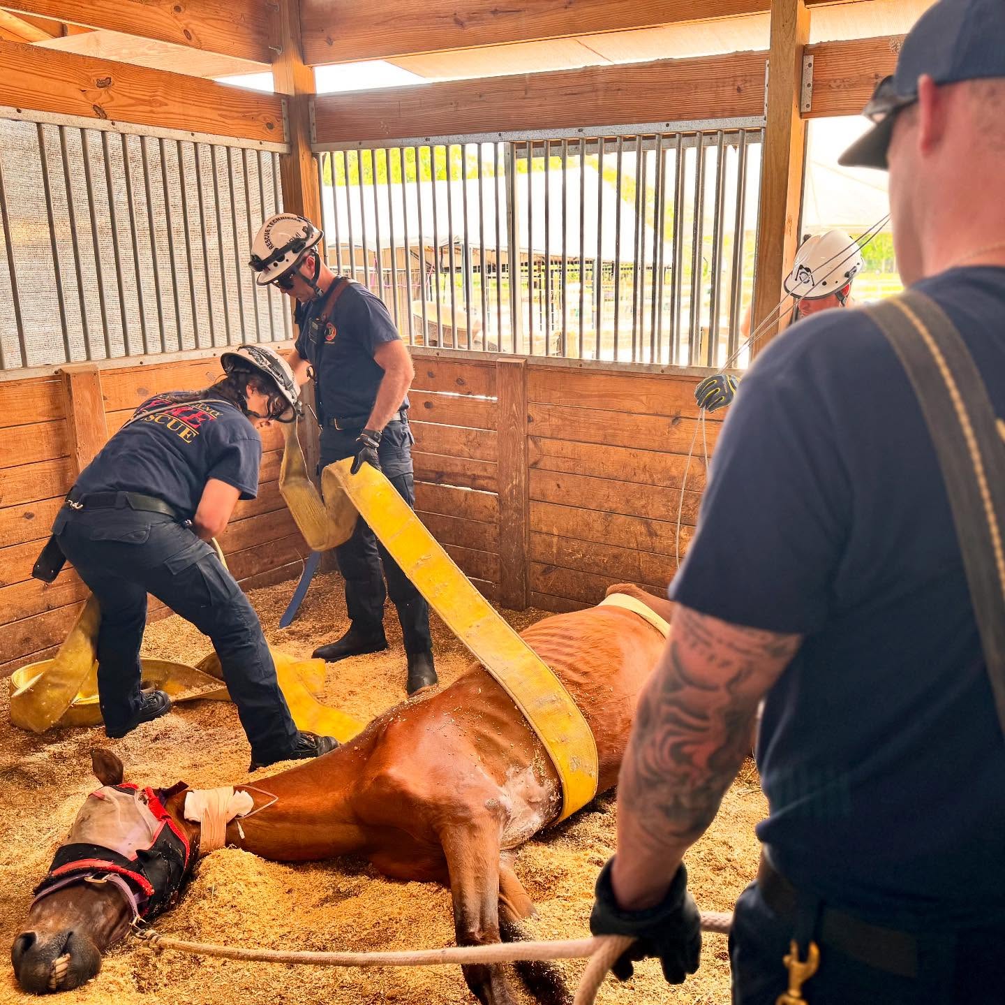 Fire rescue hoist emaciated rescue horse back onto hooves after taking ...