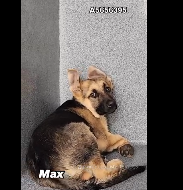 Heartbreaking video of surrendered shepherd shivering in fright and ...