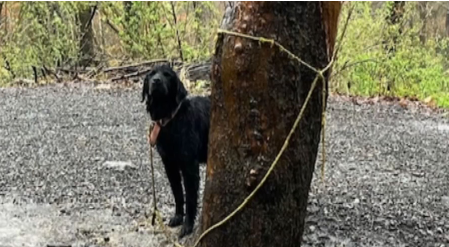 Sweetest dog left tied to a tree in Pennsylvania park being helped by ...