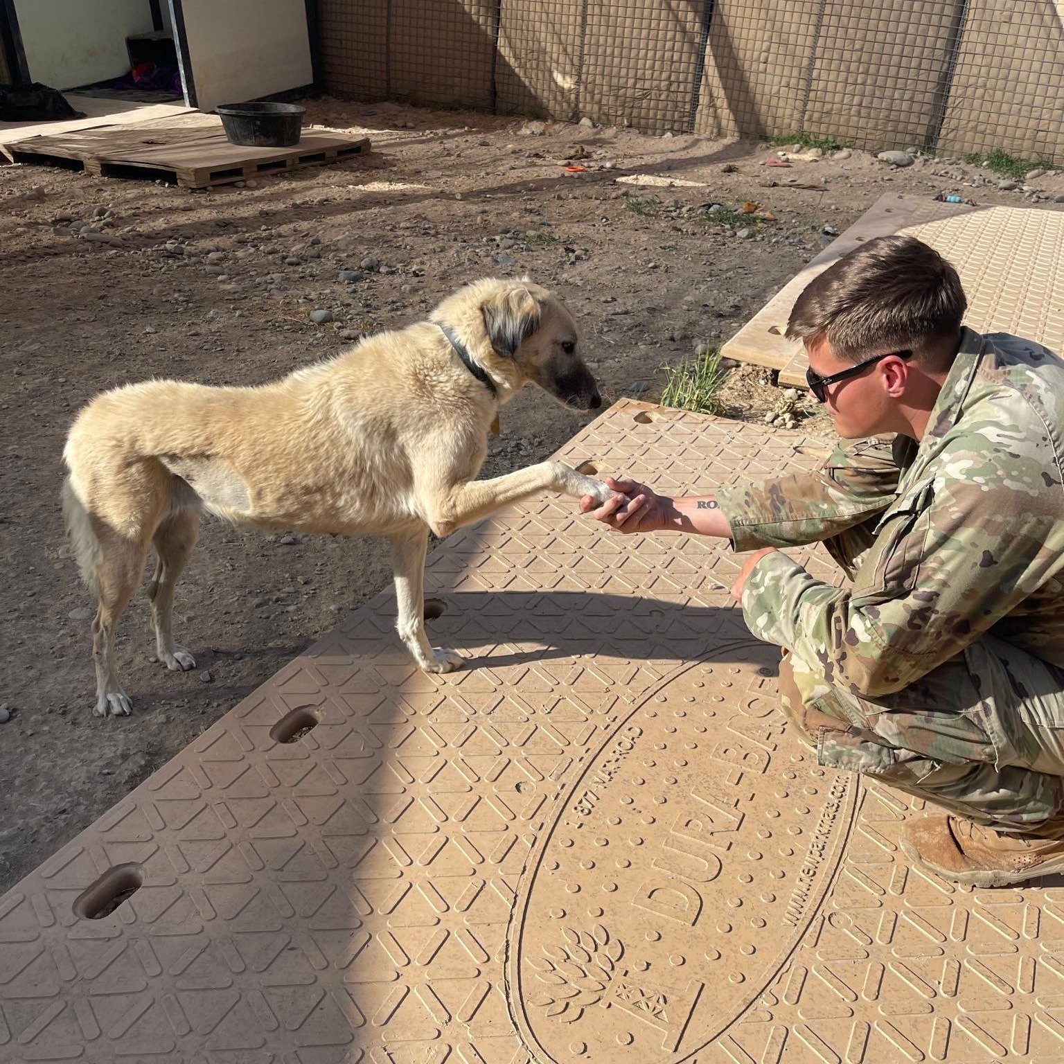 U.S. soldiers rescue mother dog and her 8 newborn puppies during Middle ...