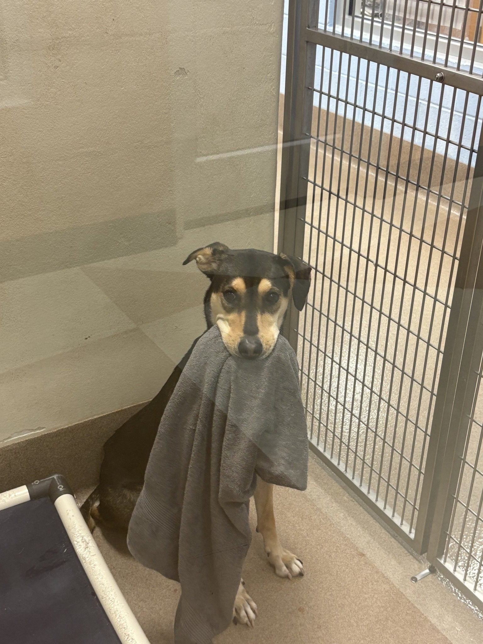 Super friendly Mercedes waits in shelter kennel holding her 'blanky ...