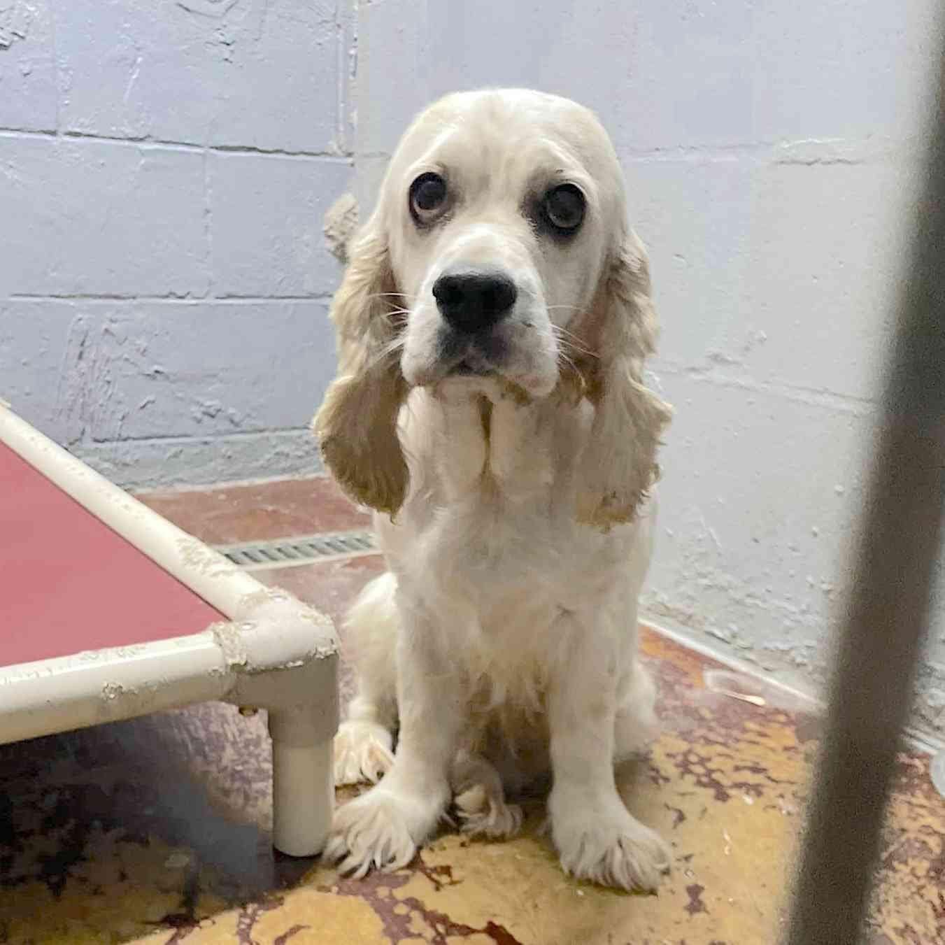UPDATE: Puppies reunited with frightened cocker spaniel mom abandoned ...