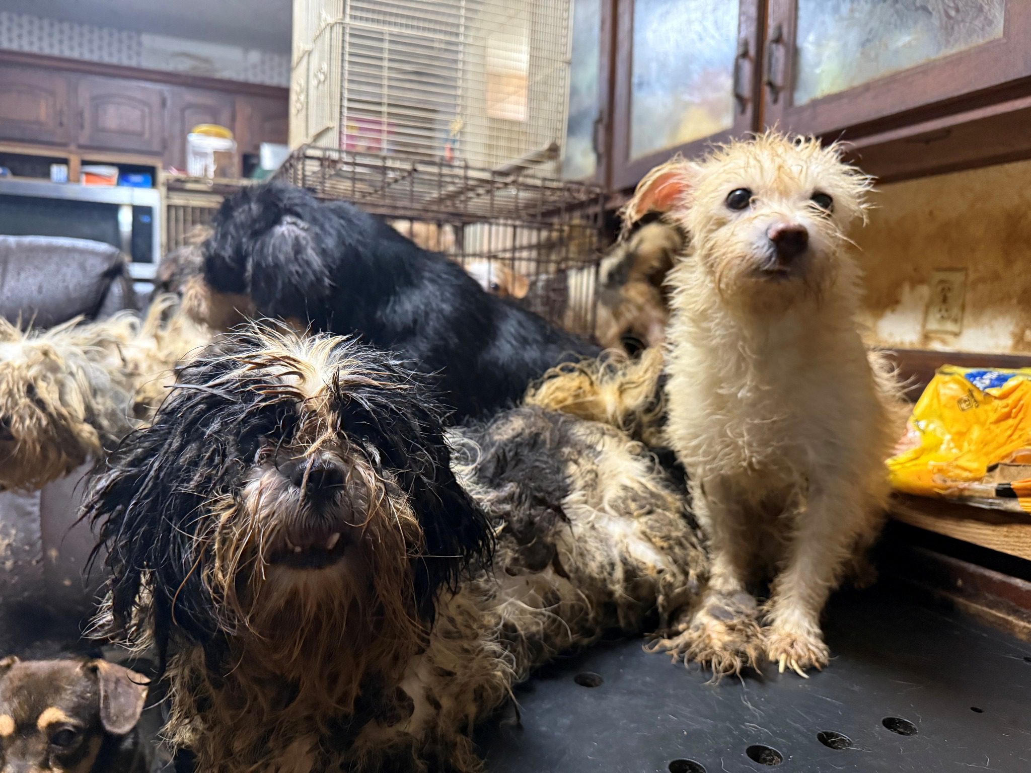 Missouri Humane rescues 150 dogs in heartbreaking condition from ...