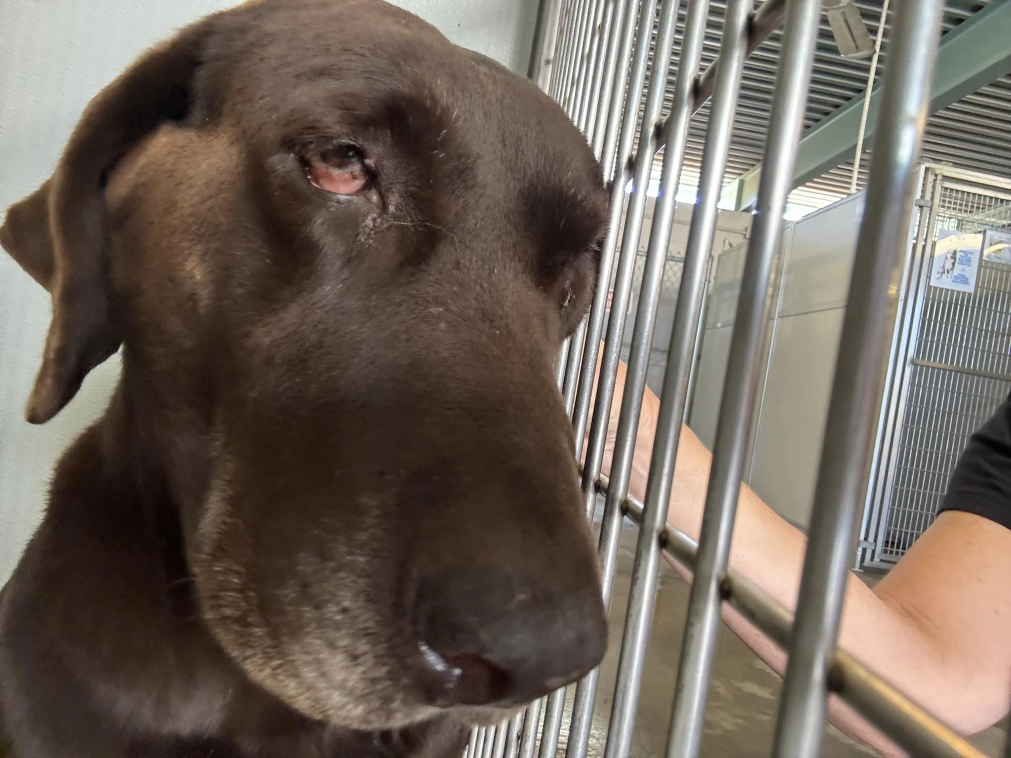 Heartbreaking: Gentle Labrador retriever's face pressed up against her ...
