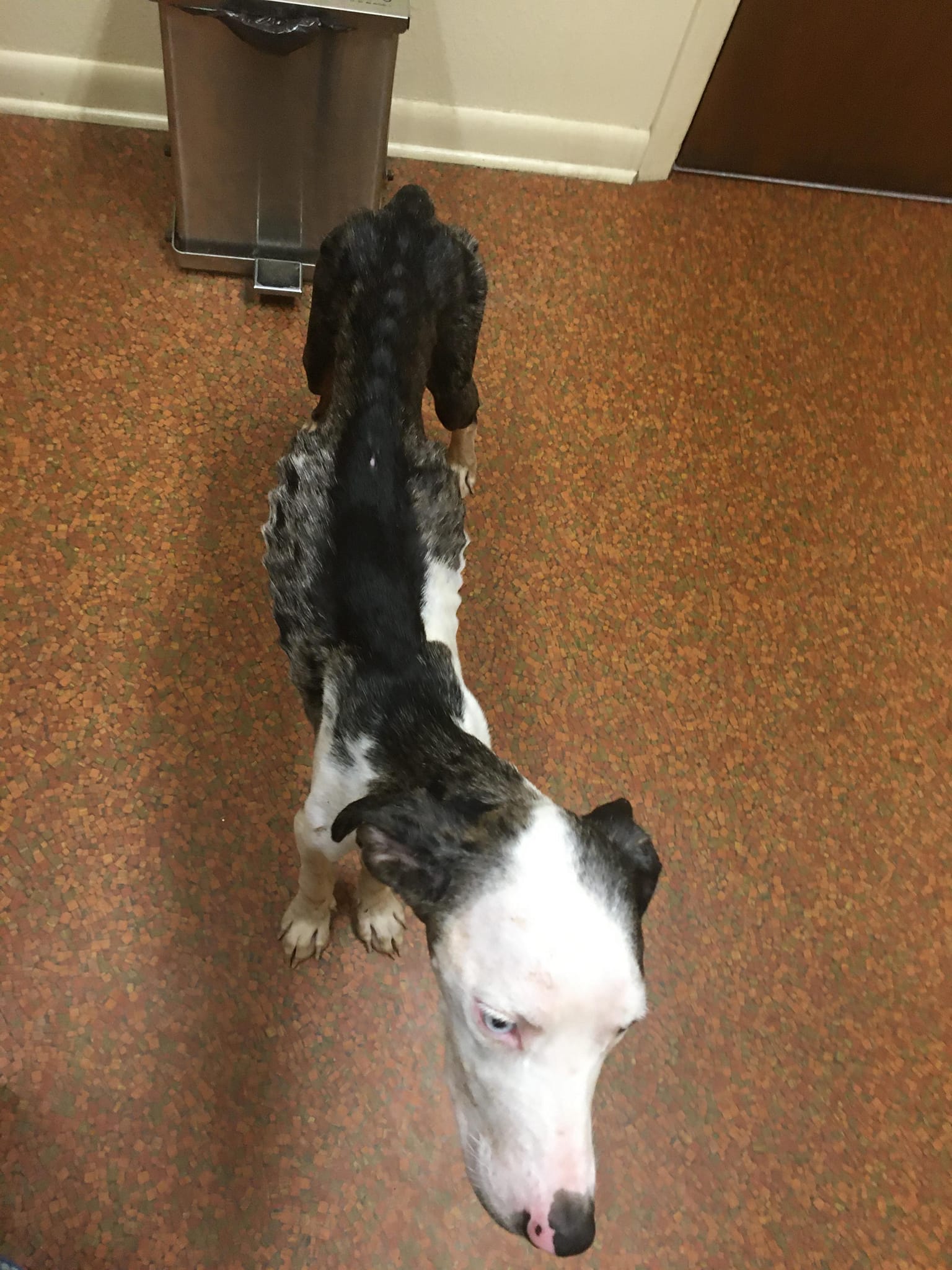 Molly and her 4 puppies neglect labeled 'worst case of cruelty and ...