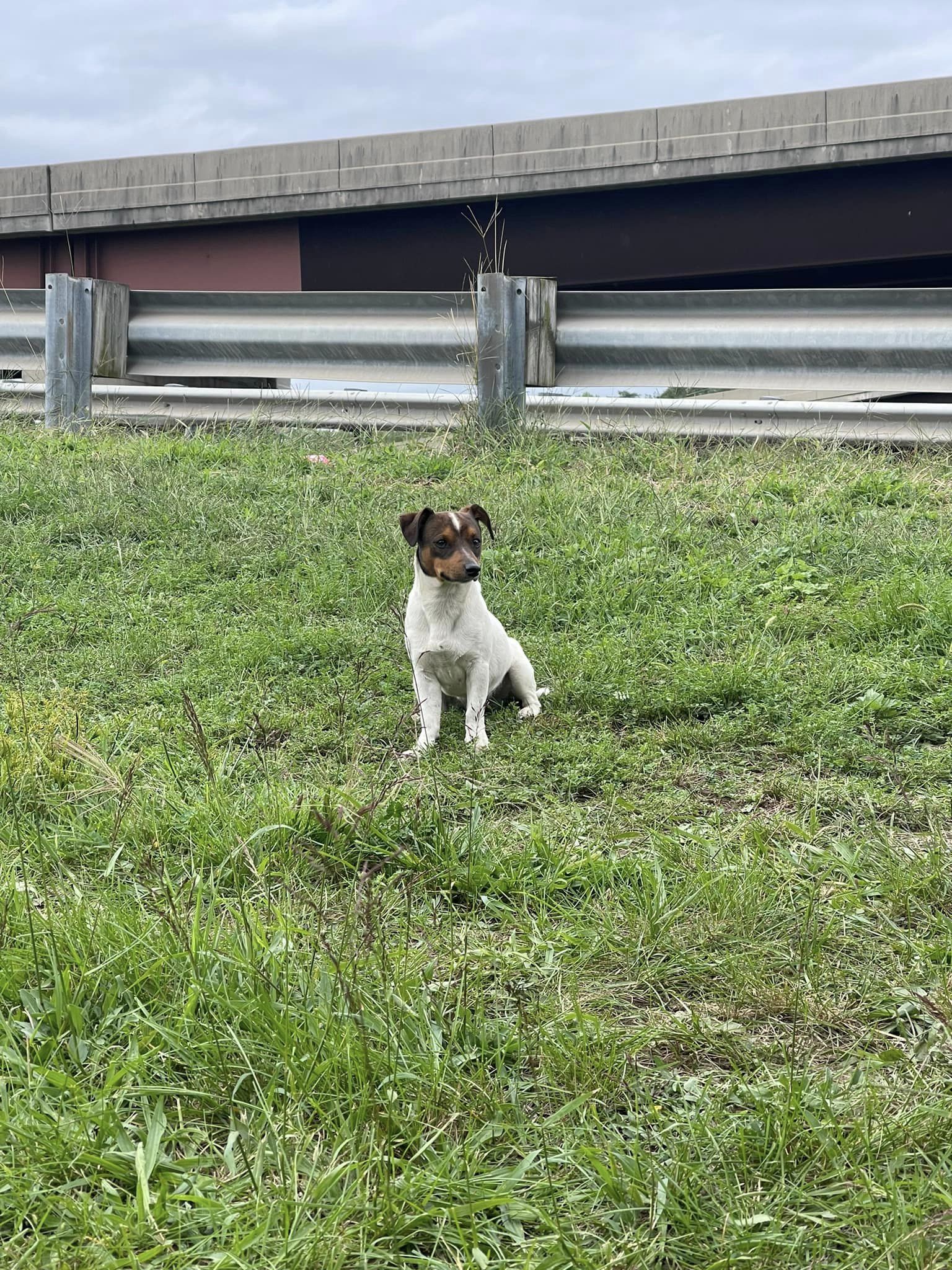 Jack Russell terrier pup wandering near busy highway by Newark airport ...