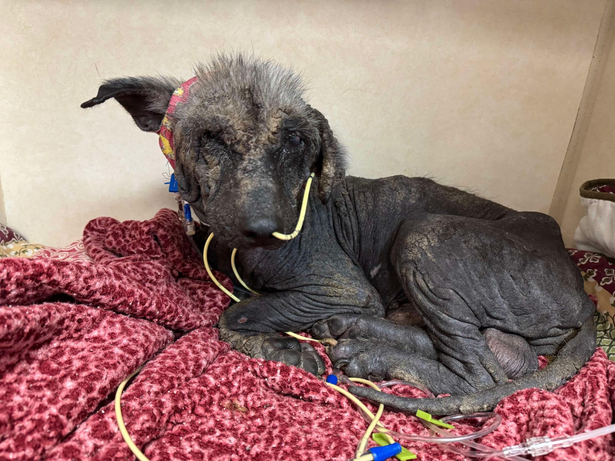 UPDATE: Pitiful street dog abandoned by owner lived lonely painful life ...