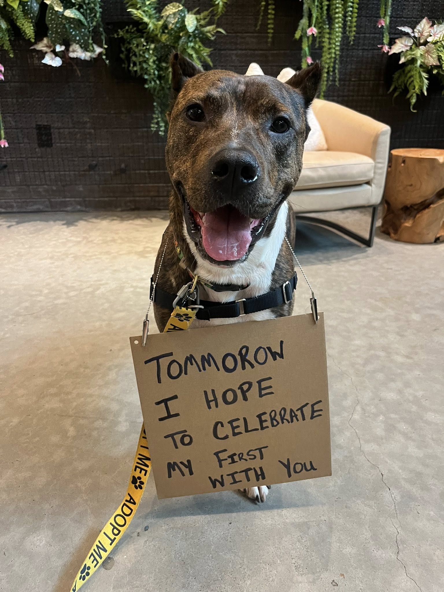 Our hearts are broken as Moon Pie celebrates his second anniversary at ...