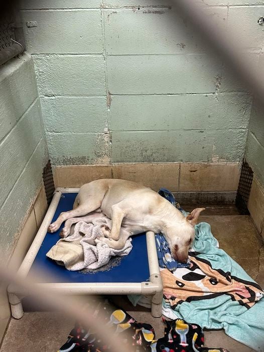 Heartwarming success story for defeated puppy at Alabama shelter for ...