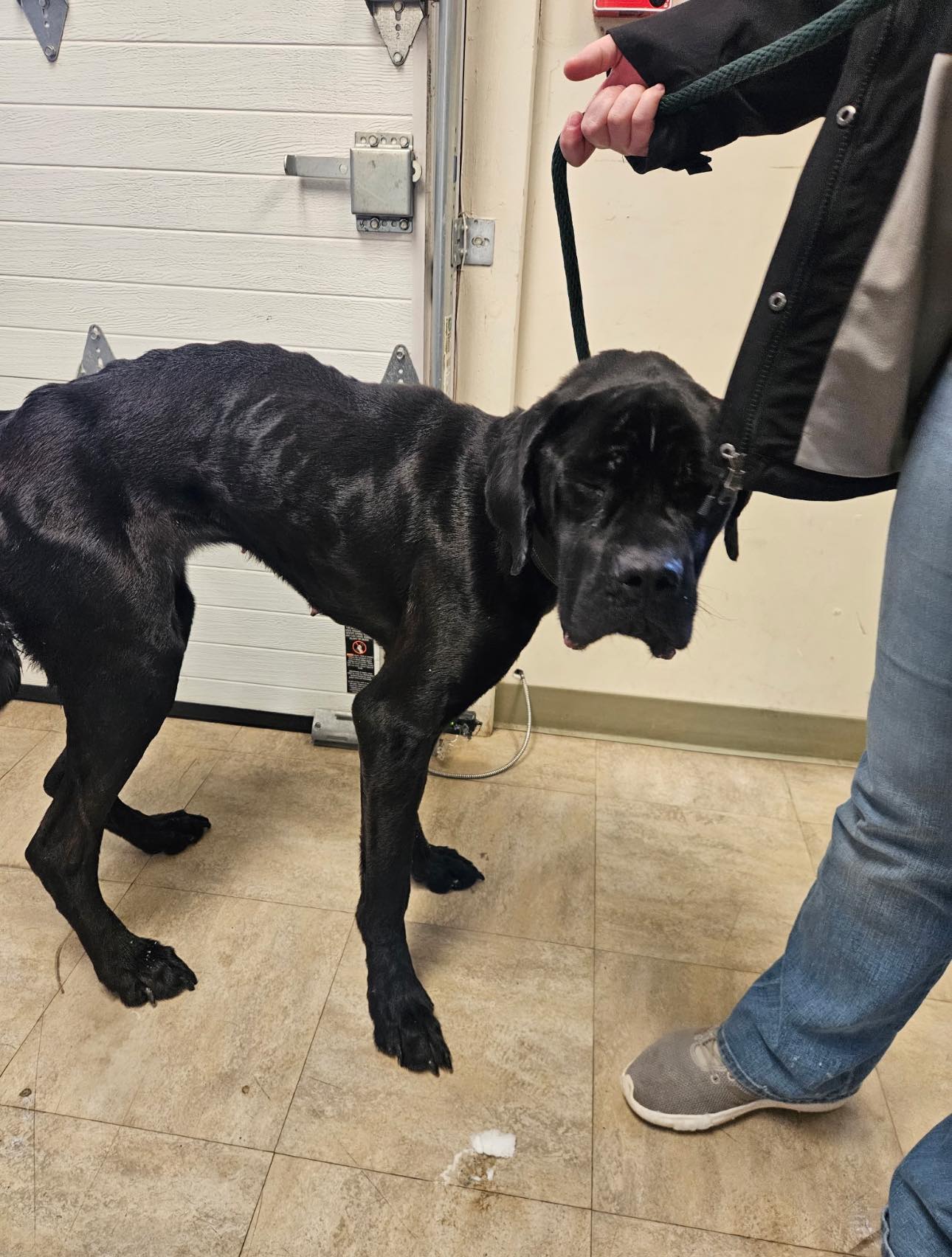 Happiest 'forever after' for once shockingly neglected Cane Corso - Pet ...