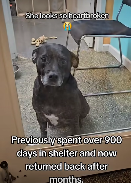 Senior pup heartbroken after spending 900 days at shelter, adopted and ...