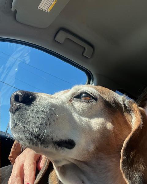 Senior beagle endured 3 'heartbreaking' returns to shelter until a ...