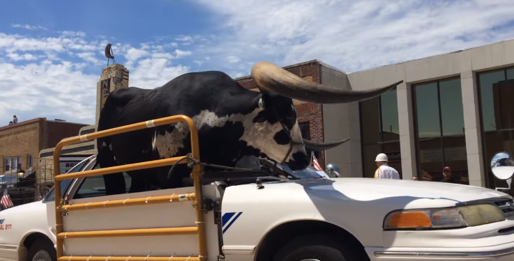 Nebraska police pull over driver with huge bull riding shotgun - Pet ...