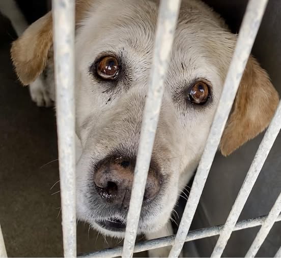 Sweetest Lab at shelter thought she was going home until her owner ...