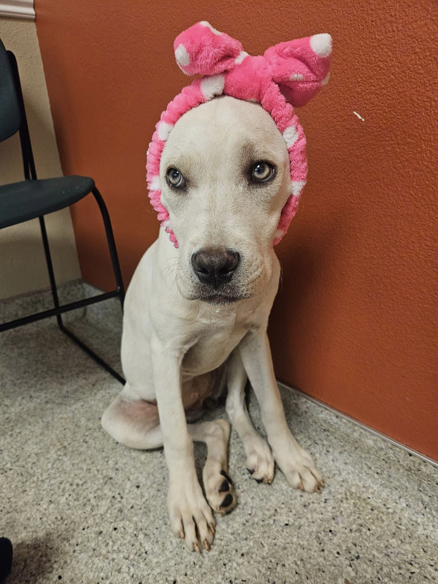 New friend needed to give a shy puppy left behind at shelter a home ...