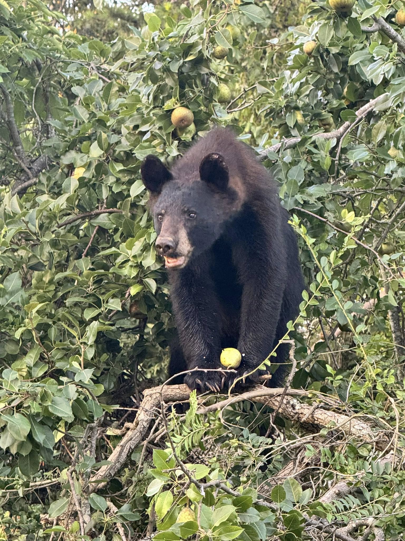 Heartwarming: Black bear in a pear tree delights homeowners for days ...