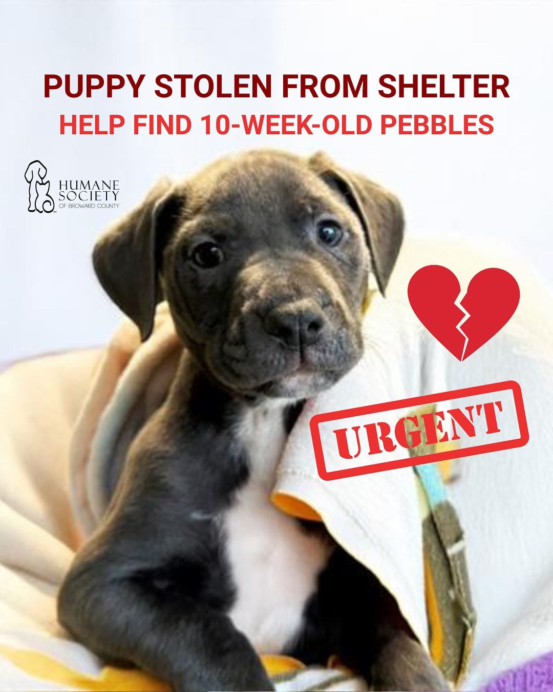 Ten-week-old puppy stolen from Florida shelter - Pet Rescue Report
