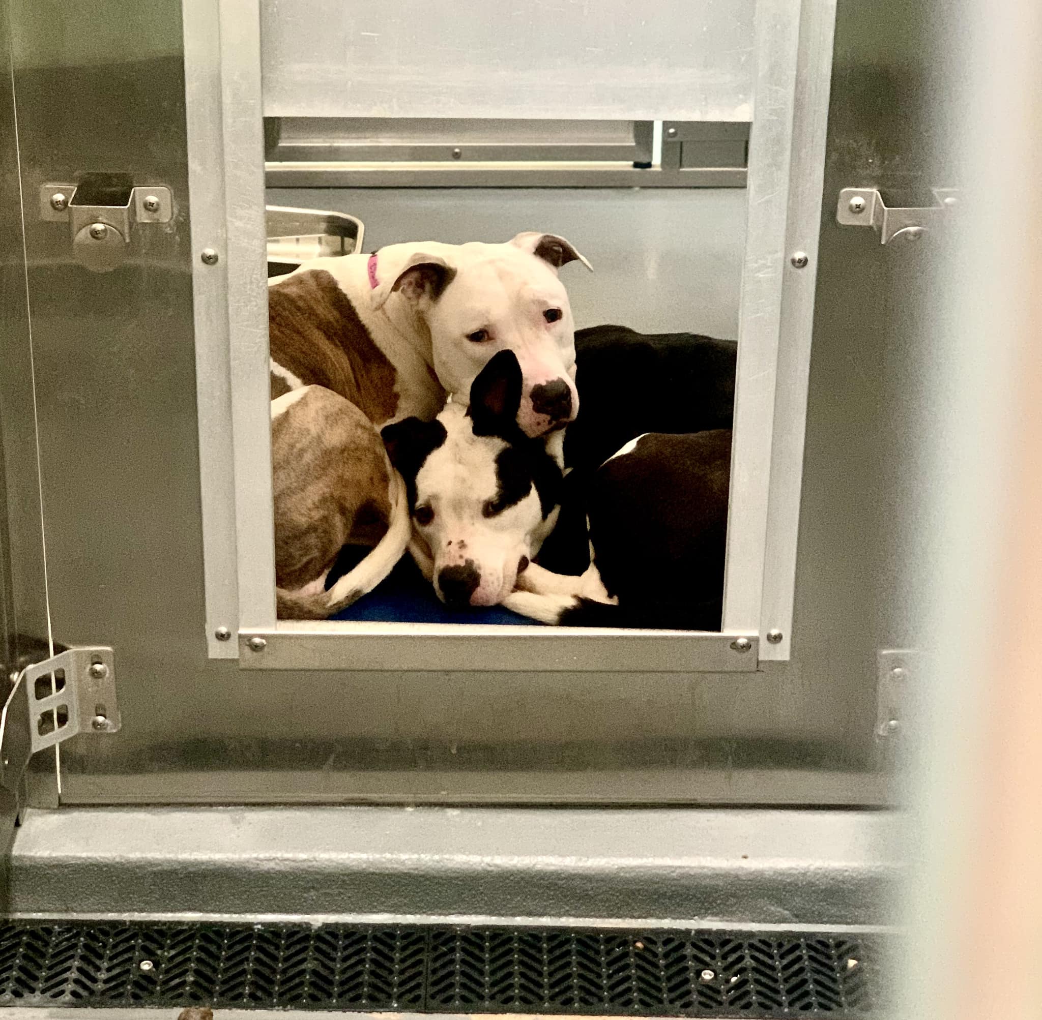 Sweet bonded pair together entire lives about to be separated and euth ...