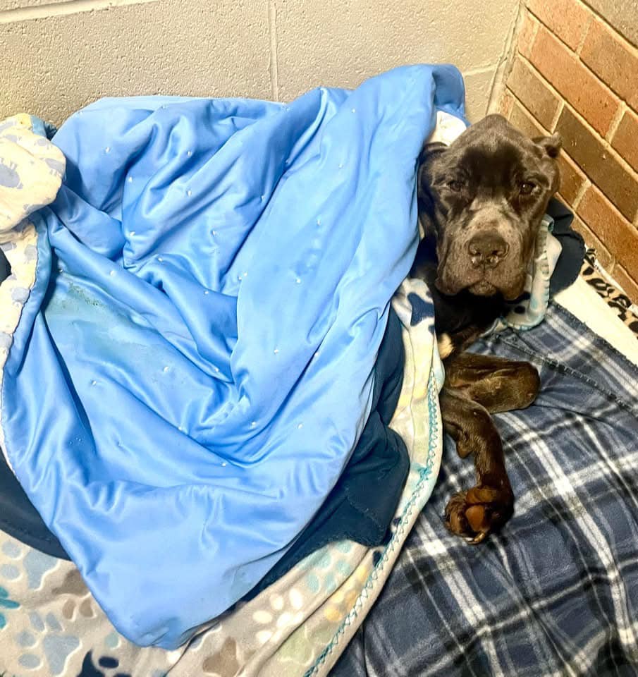 UPDATE: Emaciated dog 'found' in middle of road was a lie as owner ...