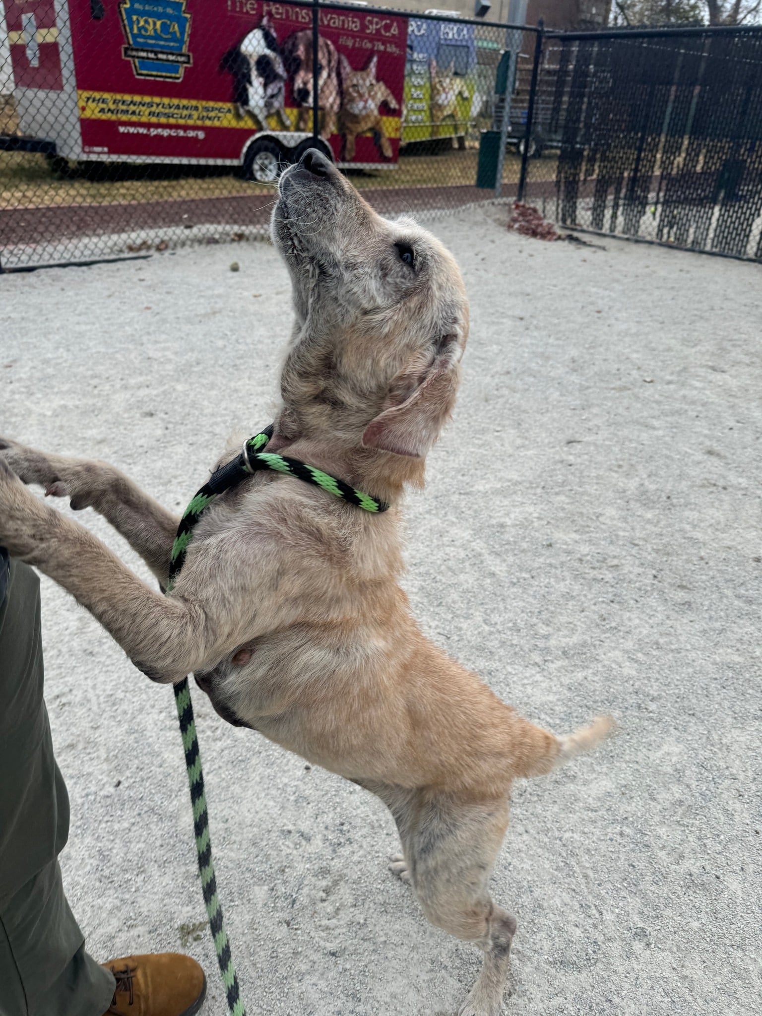 Kindest Labrador retriever lived a life of pain and neglect alone in ...