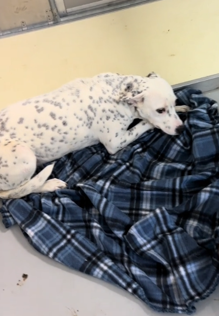 Heartbreaking: Dog's life turned upside down after owner kicked her out but told shelter dog ...