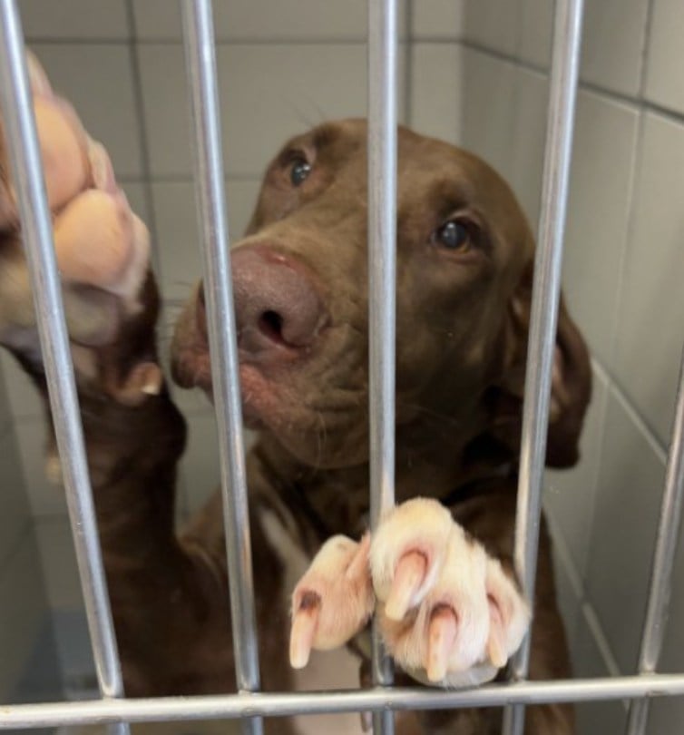 Sweetest Weimaraner puppies beg for freedom and loving homes to spare ...