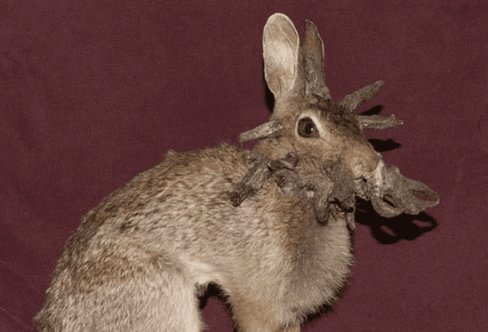 Colorado rabbits infected with virus causing growths that look like ...