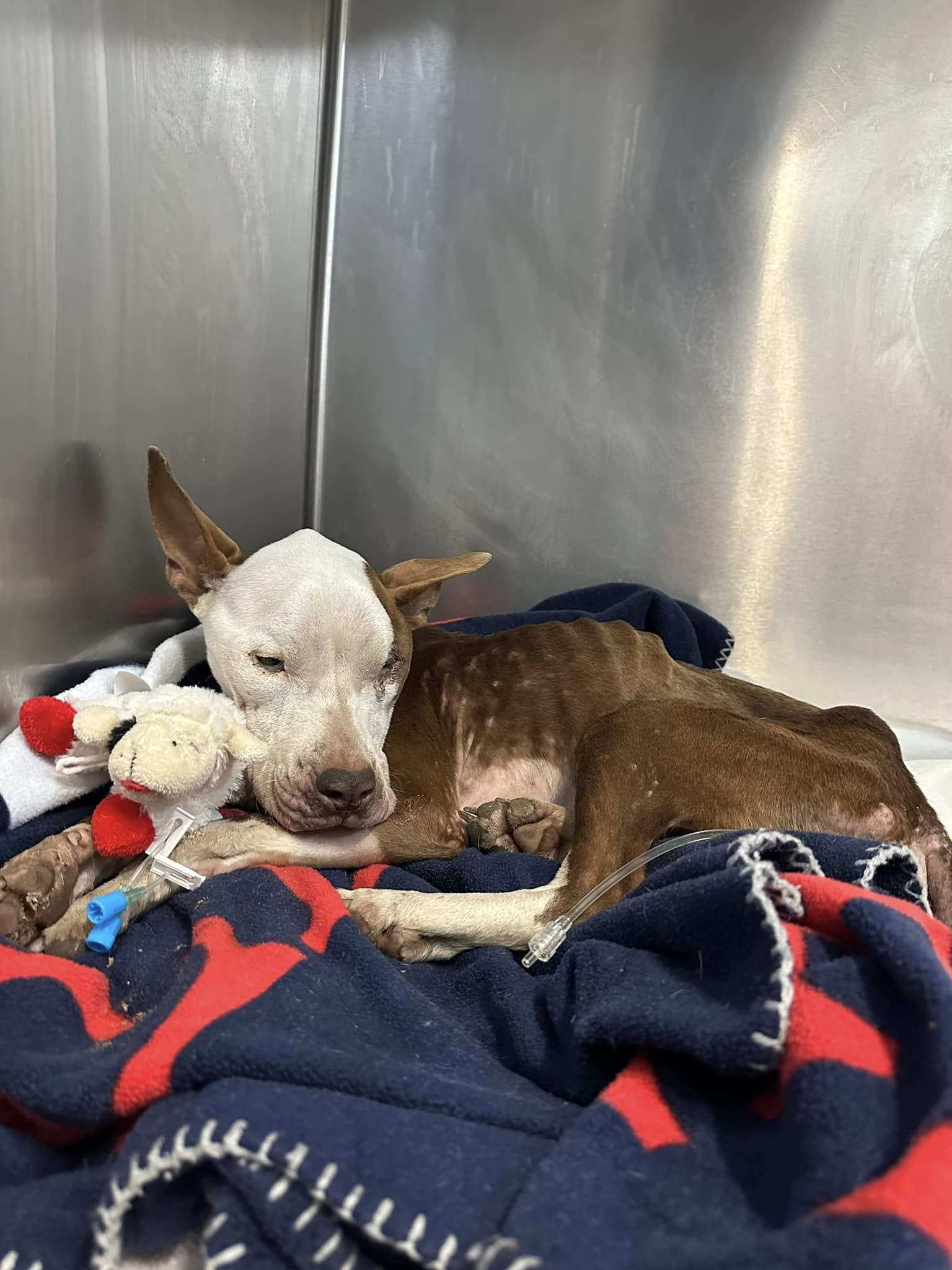 Dog returned to Lexington Humane Society again after recovering from ...