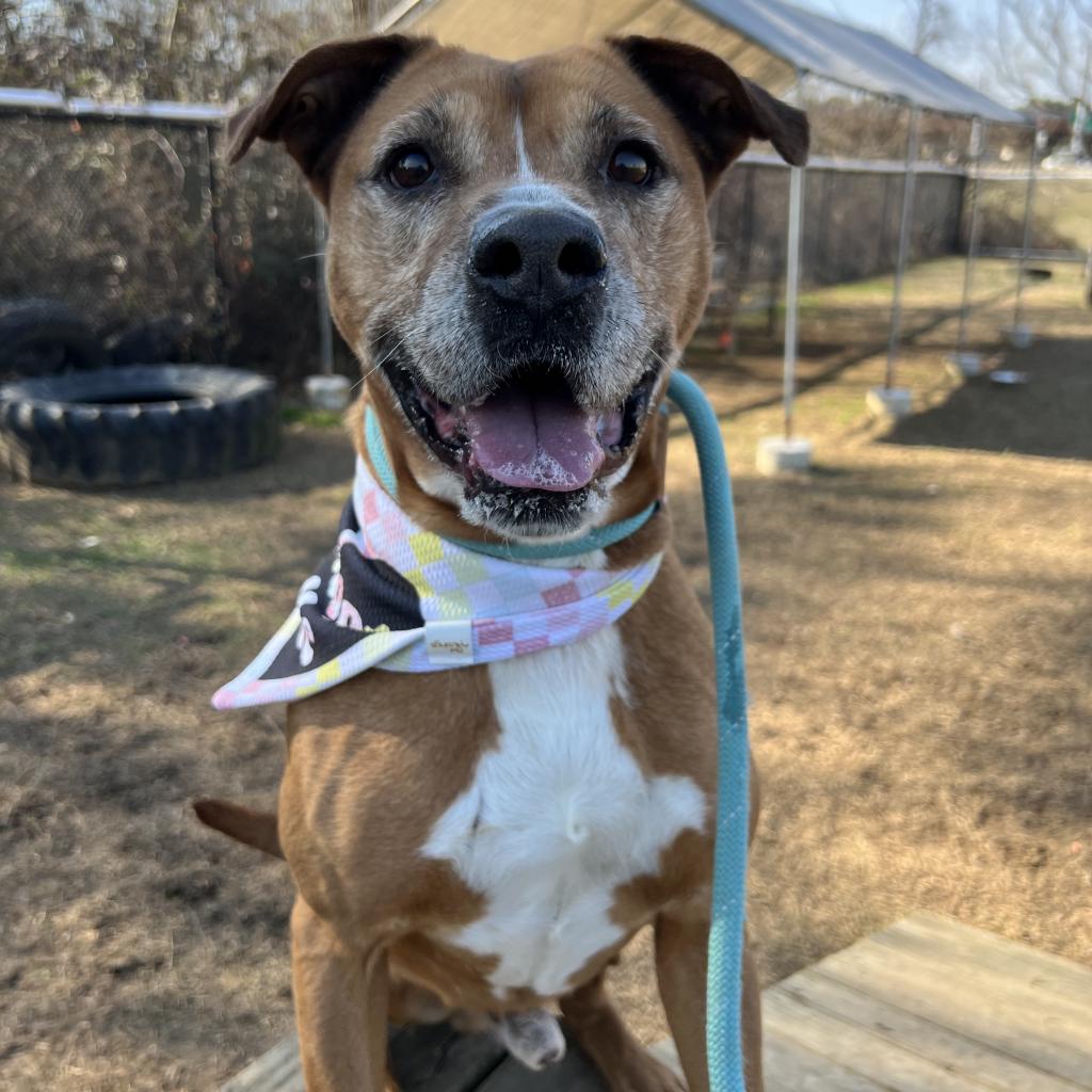 Heartbreaking birthday party celebrating senior pup's one year ...