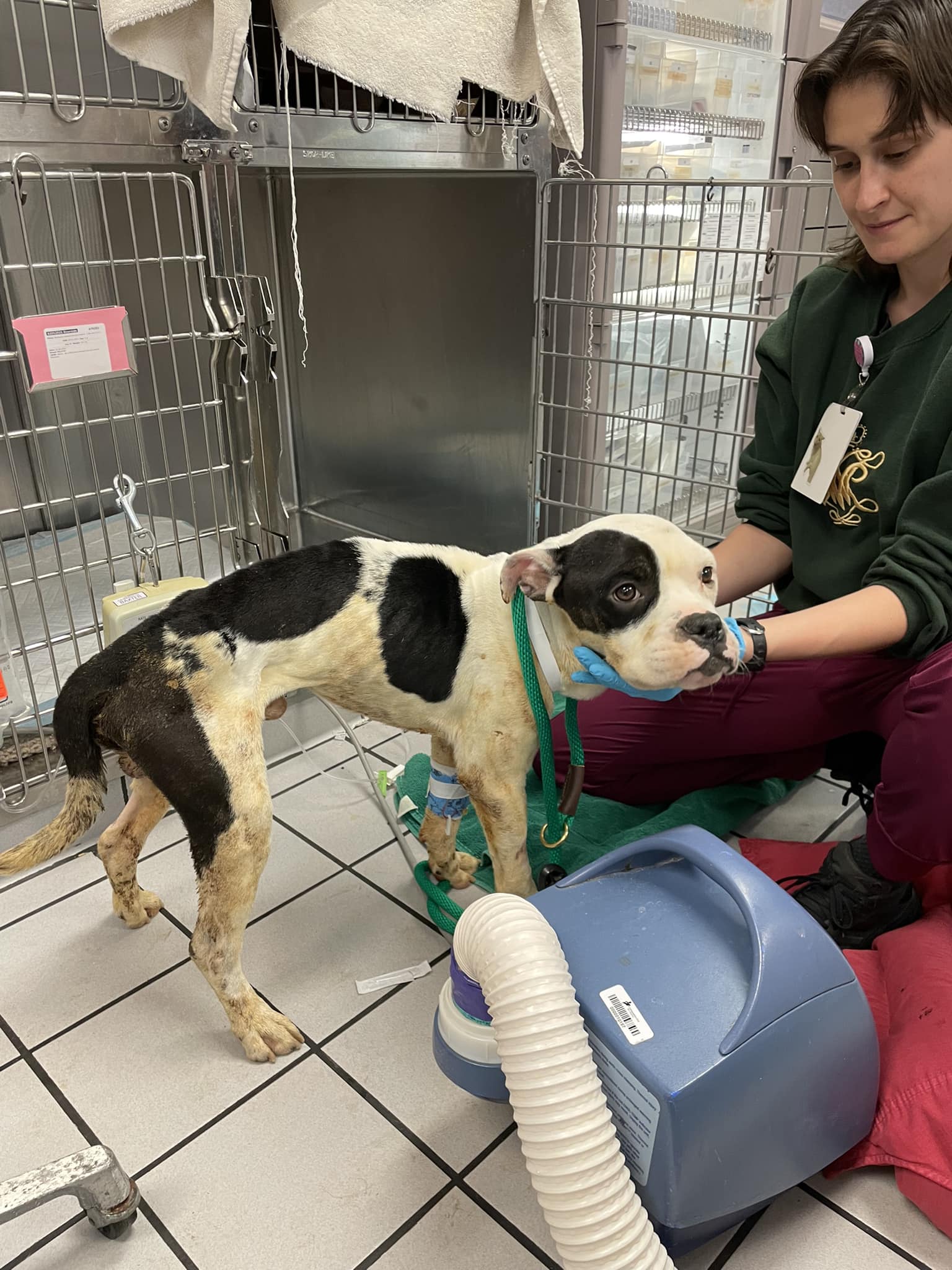 Miracle pup made it through the night trying to forget how he was left ...